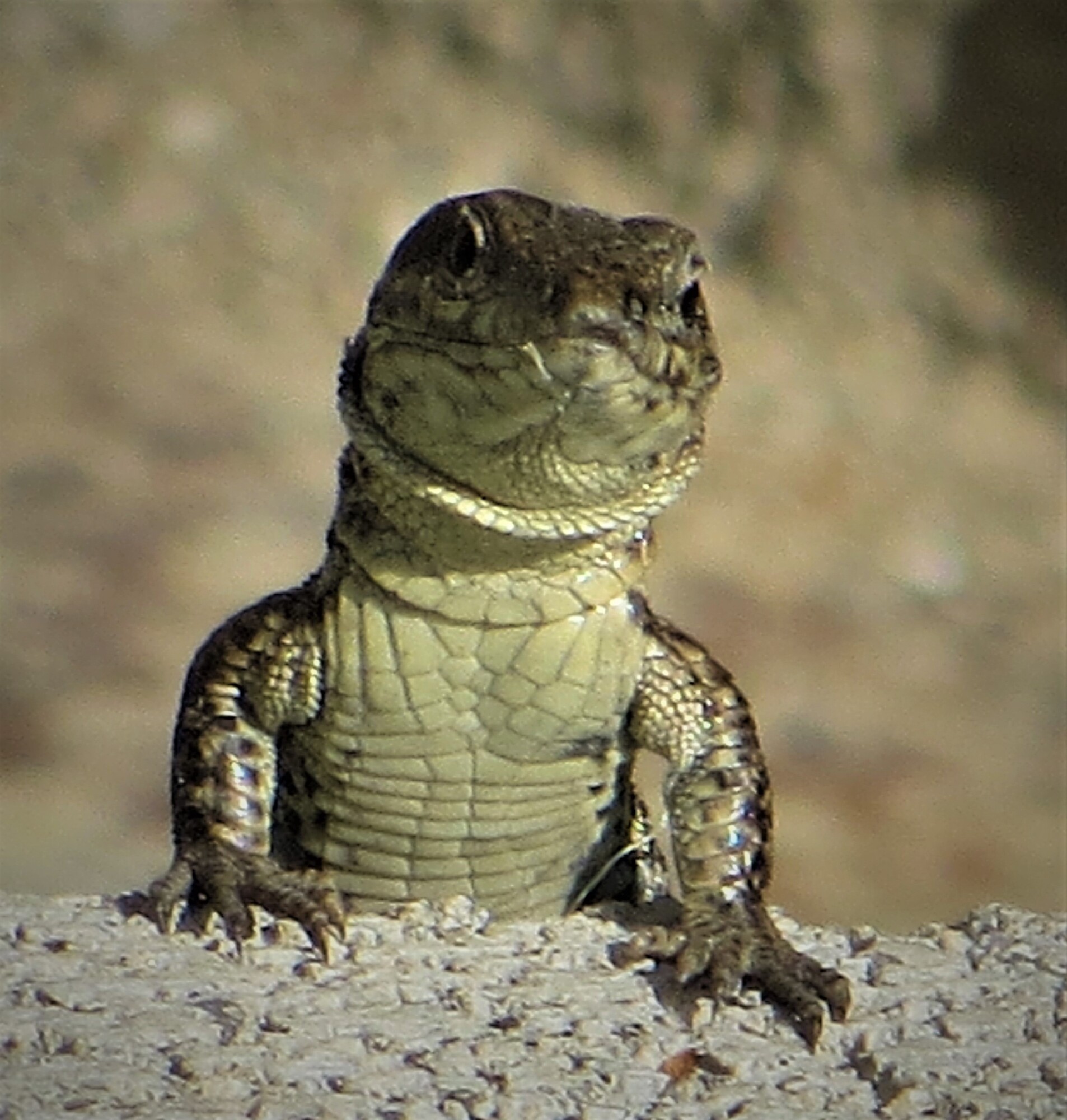 Eidechse auf Moselsuche – Maring-Noviand