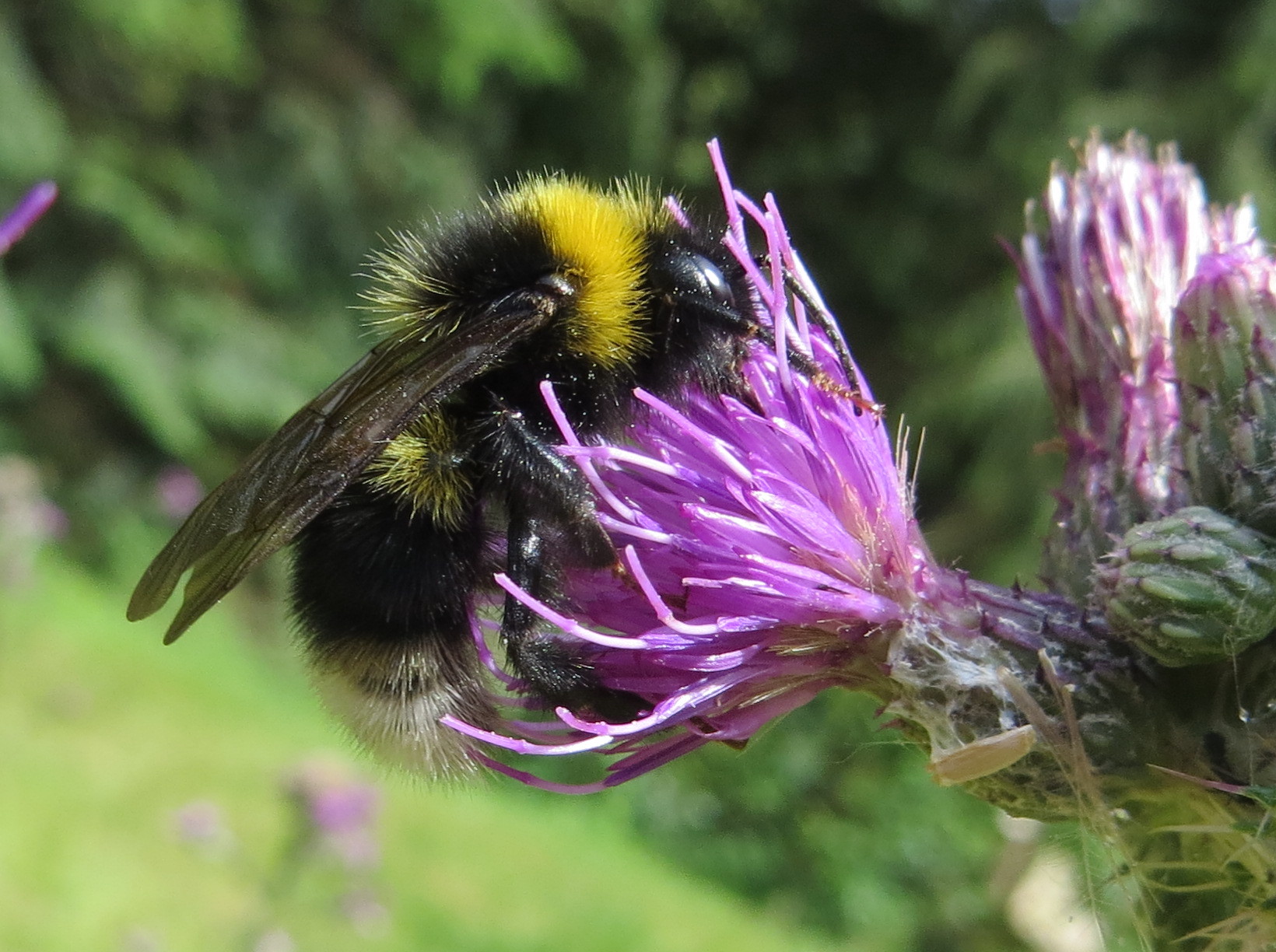 Bei den Wildbienen zu Hause – Maring-Noviand